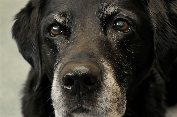 RIP Jack, faithful friend – Brain Tumour Research