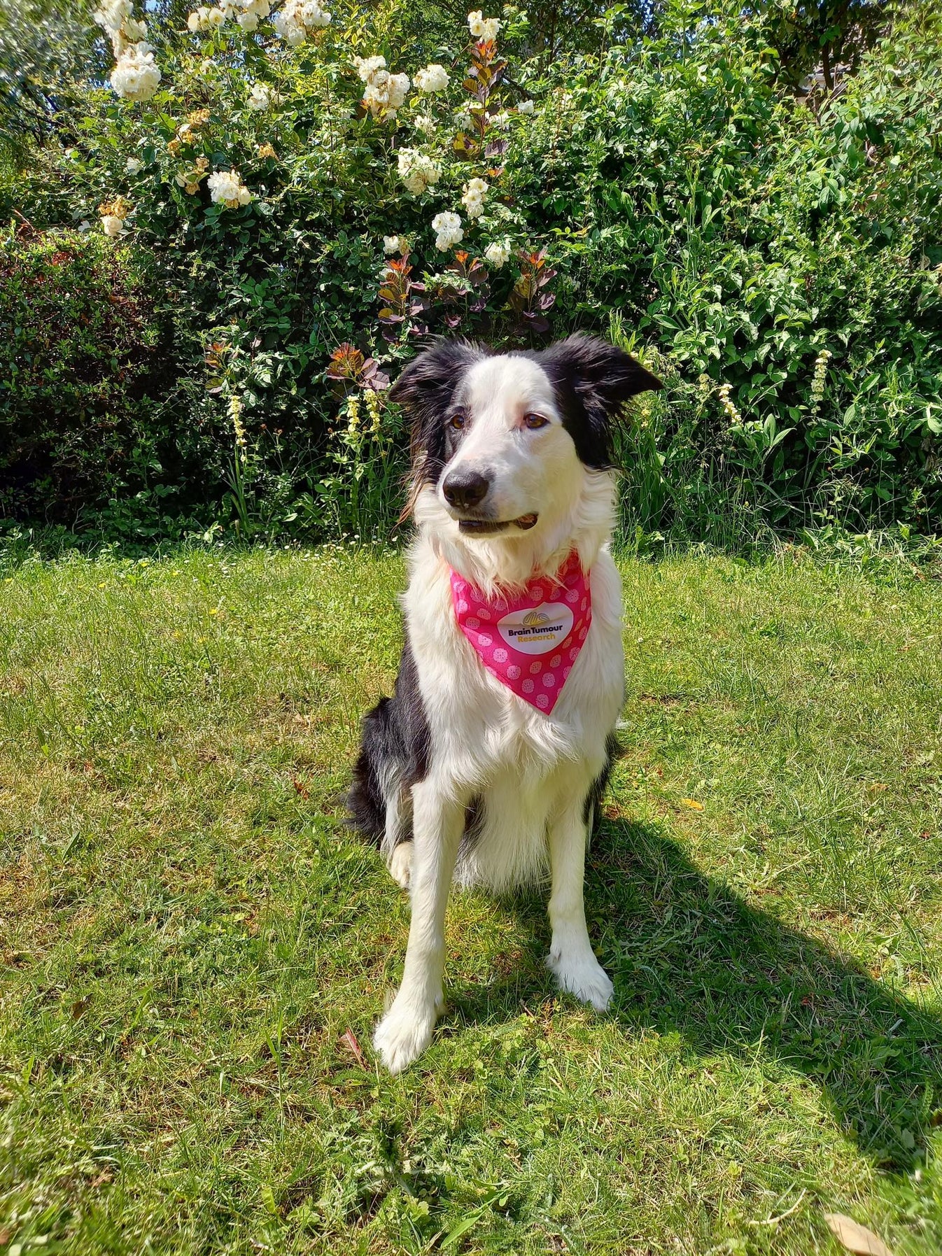 Dog Bandana – Brain Tumour Research